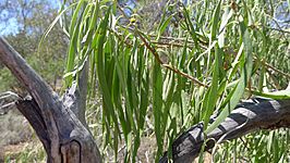 Smoking ceremony Facts for Kids