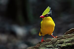 Indochinese green magpie Facts for Kids