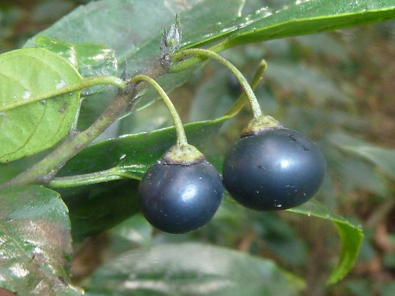 Image: Rhamnus prinoides, ryp vrugte, Moreletakloof NR, b