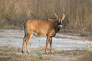 Roan antelope Facts for Kids