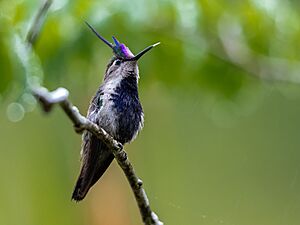 Purple-crowned plovercrest Facts for Kids