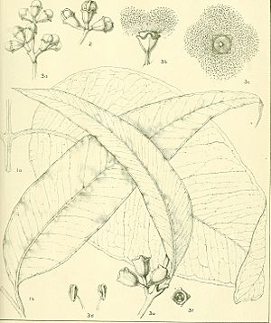 Darwin stringybark Facts for Kids