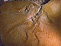 Archaeopteryx Facts for Kids