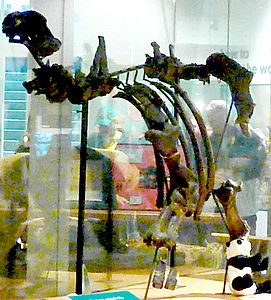 Armley Hippo Facts for Kids