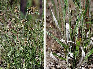 Creeping cudweed Facts for Kids