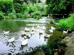 Muga (river) Facts for Kids