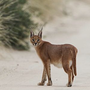 Caracal Facts for Kids