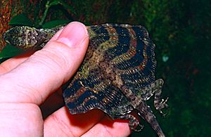 Draco (lizard) Facts for Kids
