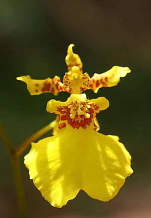 Oncidium sphacelatum Facts for Kids