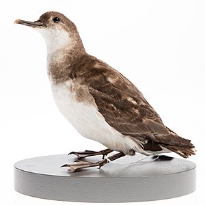 Fluttering shearwater Facts for Kids