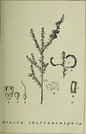 Neat wattle Facts for Kids