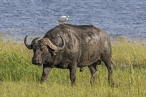 African buffalo Facts for Kids