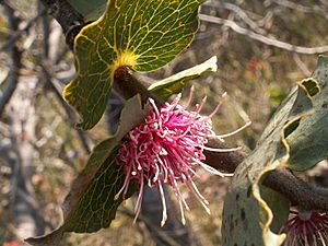 Hood-leaved hakea Facts for Kids