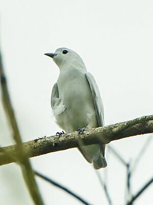 Snowy cotinga Facts for Kids