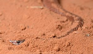 Brachyurophis australis Facts for Kids