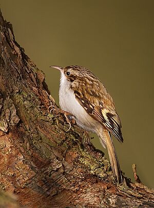 Eurasian treecreeper Facts for Kids