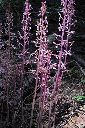 Pacific coralroot Facts for Kids
