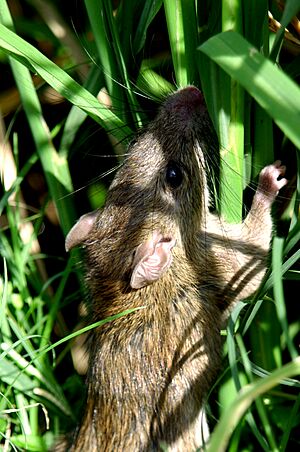 Ricefield rat Facts for Kids