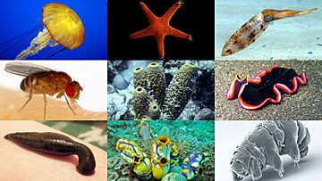 Invertebrate Facts for Kids
