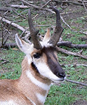 Pronghorn Facts for Kids