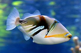 Reef triggerfish Facts for Kids