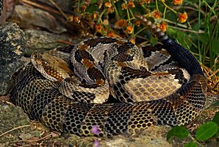 Timber rattlesnake Facts for Kids