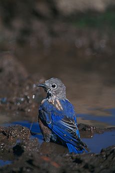 Western bluebird Facts for Kids