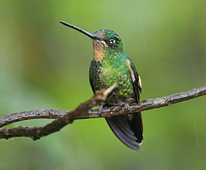 Buff-winged starfrontlet Facts for Kids