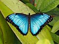 Morpho Facts for Kids