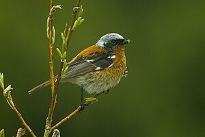 Eversmann's redstart Facts for Kids