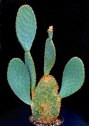 Purple prickly pear Facts for Kids