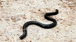 Phipson's earth snake Facts for Kids