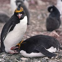 Macaroni penguin Facts for Kids