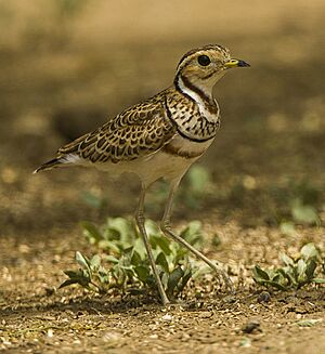 Three-banded courser Facts for Kids