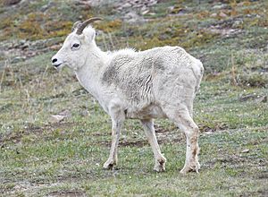 Dall sheep Facts for Kids