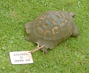 Timothy (tortoise) Facts for Kids