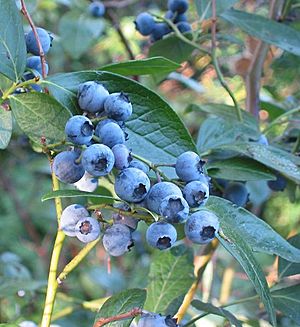 Northern highbush blueberry Facts for Kids