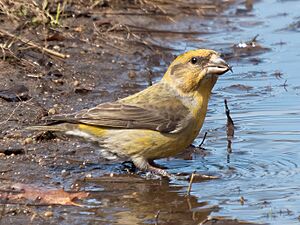 Red crossbill Facts for Kids