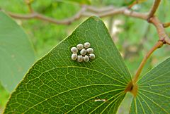 Mopane worm Facts for Kids