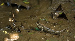 Mudskipper Facts for Kids