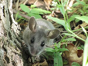Eastern deer mouse Facts for Kids