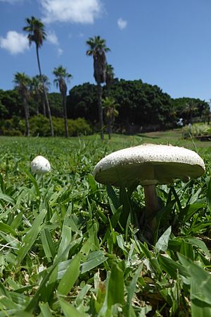 Mycology Facts for Kids