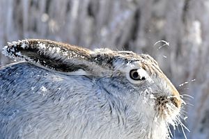 White-tailed jackrabbit Facts for Kids