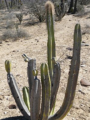 Senita cactus Facts for Kids