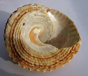 Cook's turban Facts for Kids