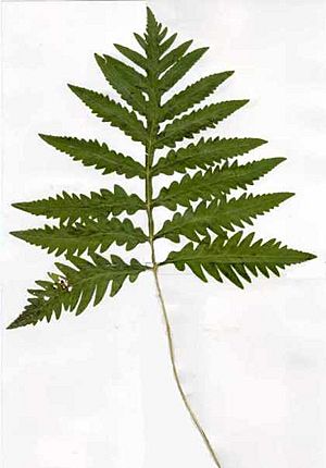 List of ferns and fern allies of Soldiers Delight Facts for Kids