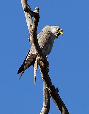 Grey falcon Facts for Kids