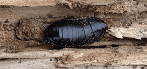 Black cockroach Facts for Kids