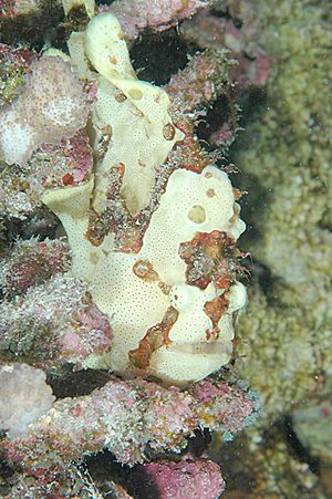 Commerson's frogfish Facts for Kids