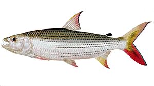 African tiger fish Facts for Kids